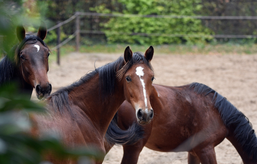 World leading safety standards retained for 2024 Spring Racing Carnival ...