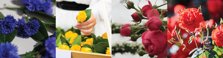 It’s all roses at Flemington | Latest News | VRC