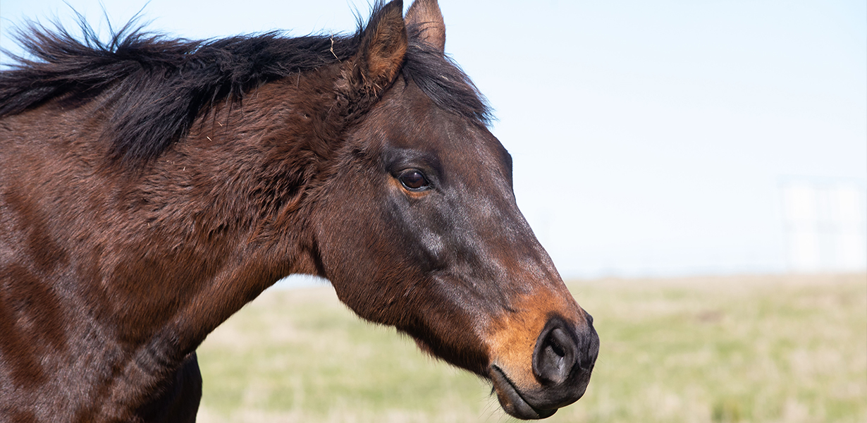 Meet Good Ba Ba at Flemington | Living Legends | VRC