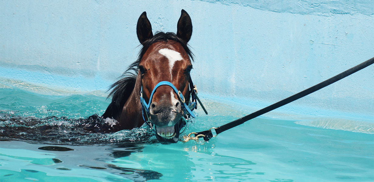 Ever seen a horse swim?