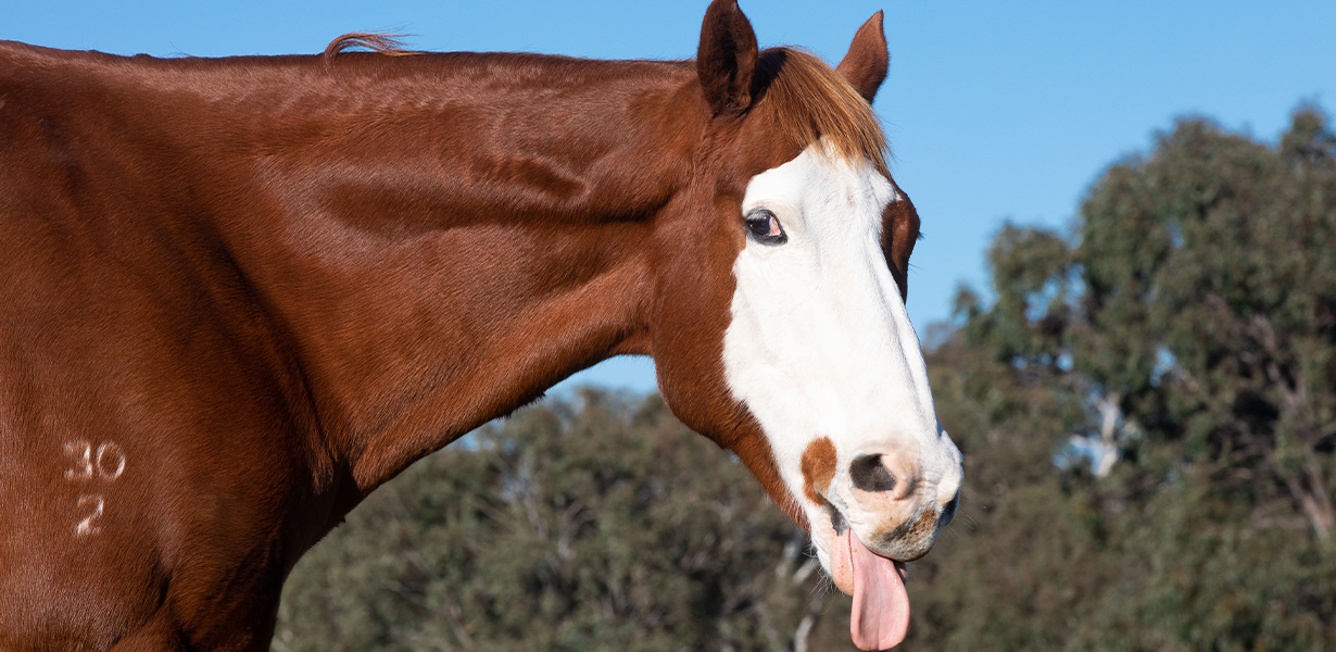 Apache Cat: a fan favourite | Living Legends