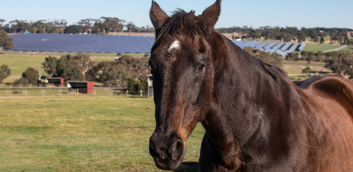 A winning Brew | Living Legends