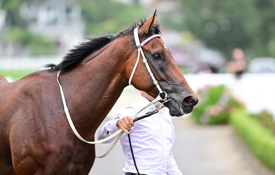 A closer look at Imperatriz’s Newmarket weight | Latest News | VRC