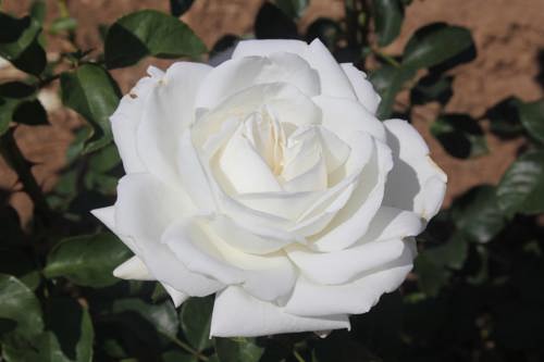 Salisbury Subzero Memorial Rose Garden | VRC