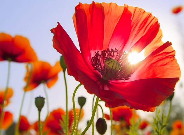 The power of the flower | Latest News | VRC