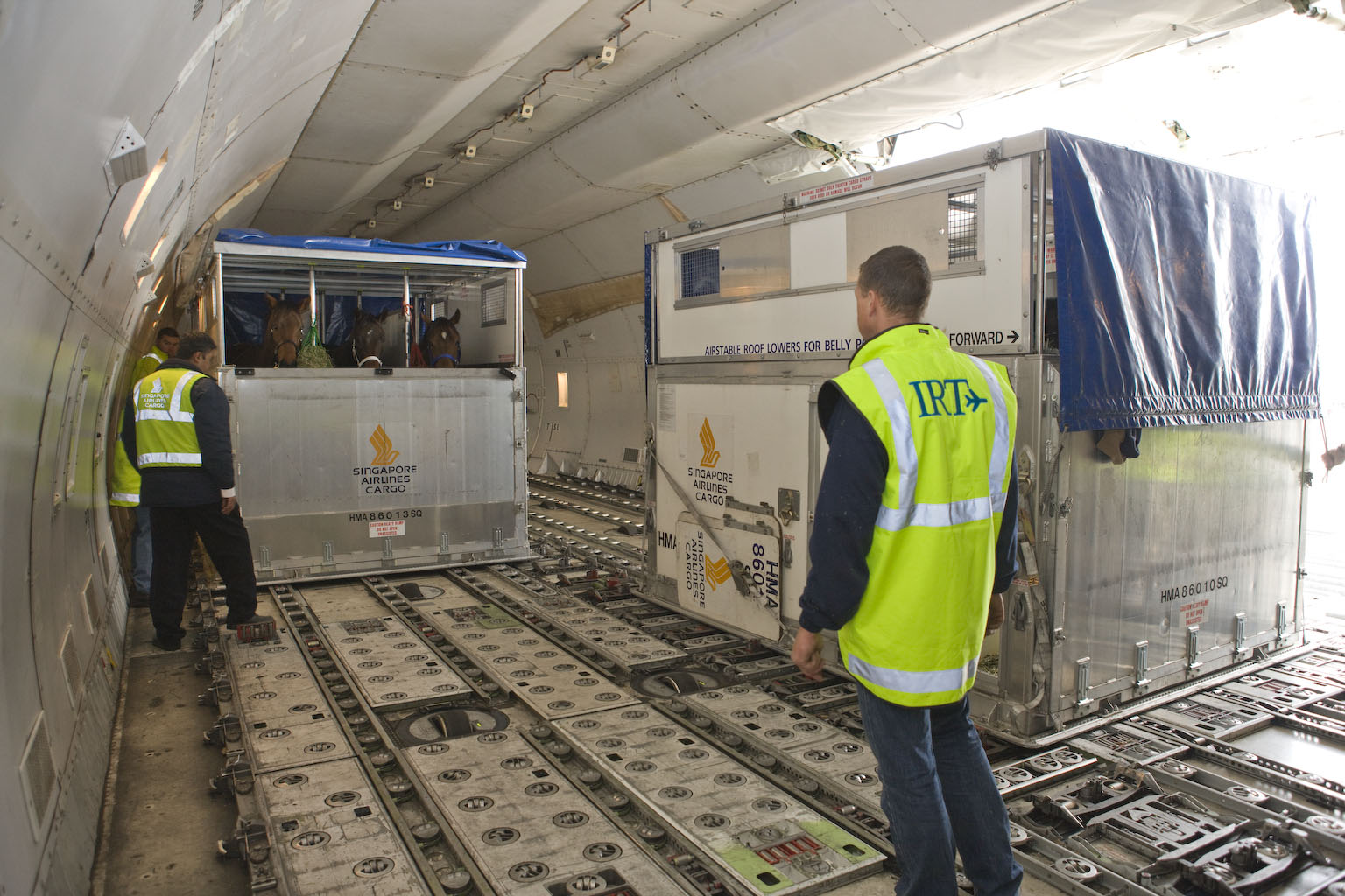 Precious cargo | International horse transport | Latest News VRC