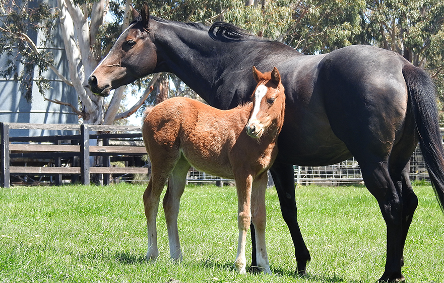 A fresh start | Ellerton Racing | News | Victoria Racing Club