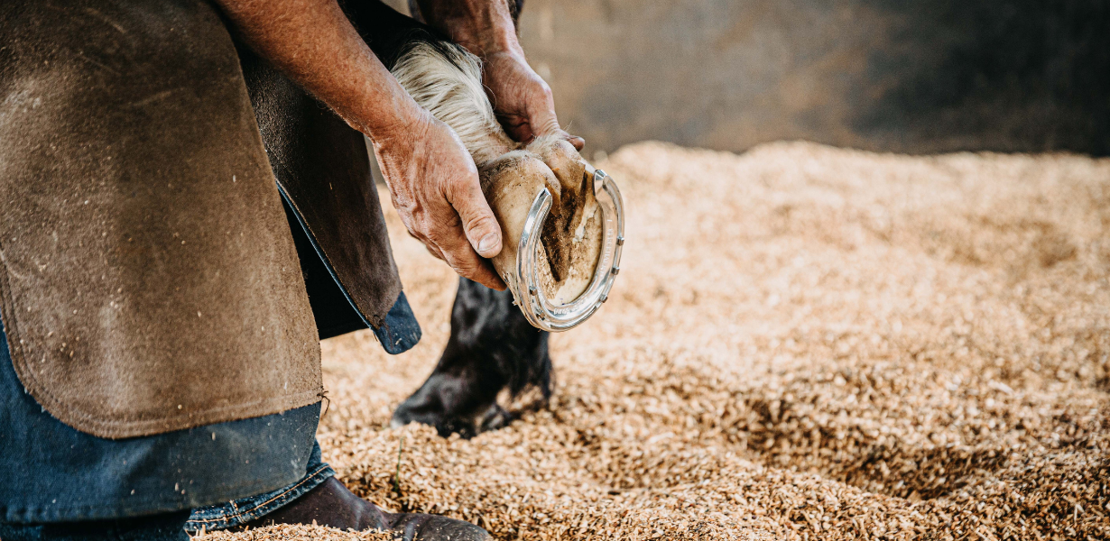 Giddy up with Luke Freebairn | Latest News | VRC